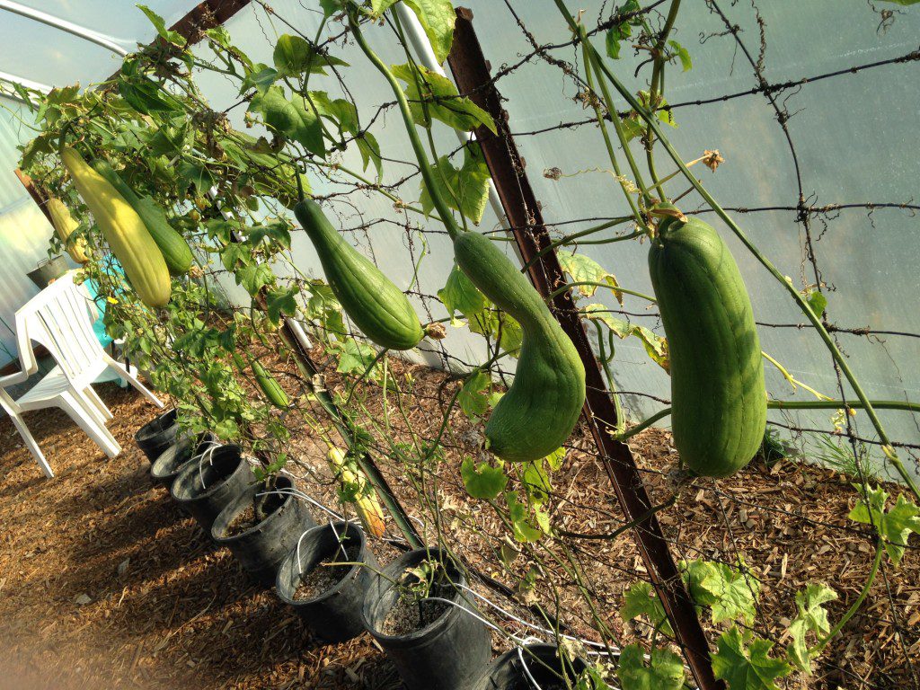 THE LUFFA FARM: We Grow Sponges! - California Curiosities