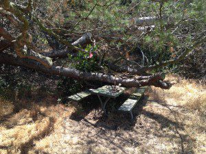 HAUNTED PICNIC TABLE 29: Chasing Horny Ghosts and Urban Legends in ...