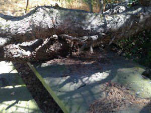 HAUNTED PICNIC TABLE 29: Chasing Horny Ghosts and Urban Legends in ...