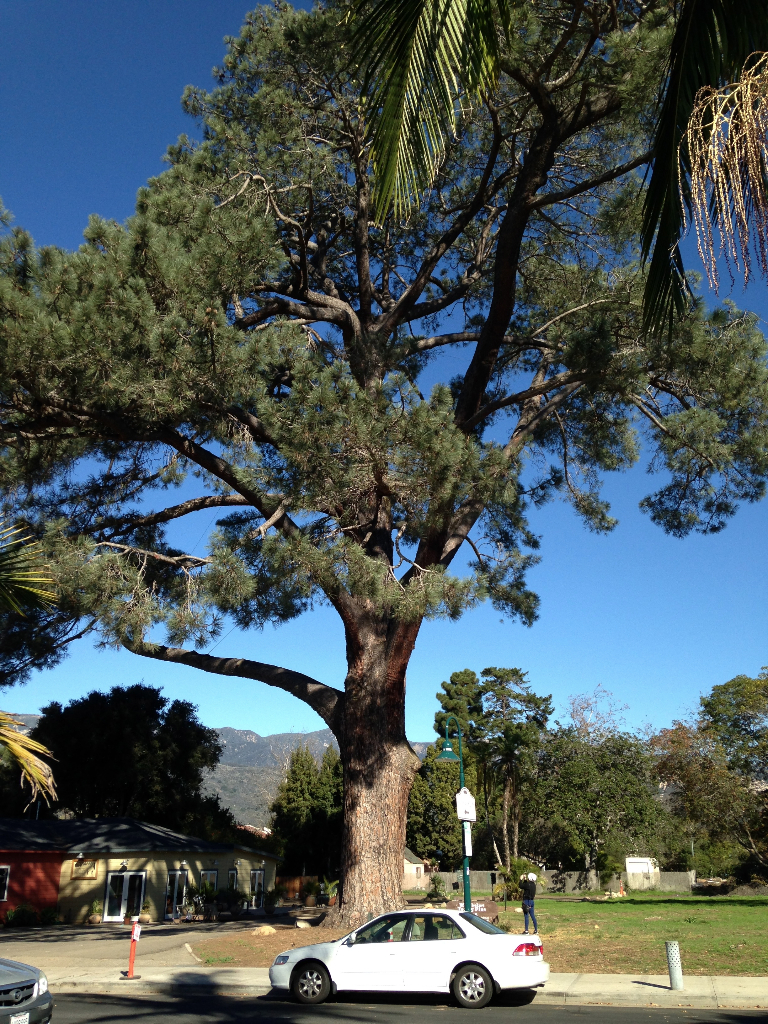 THE WORLD'S LARGEST TORREY PINE: The Tree to End All Trees - California ...